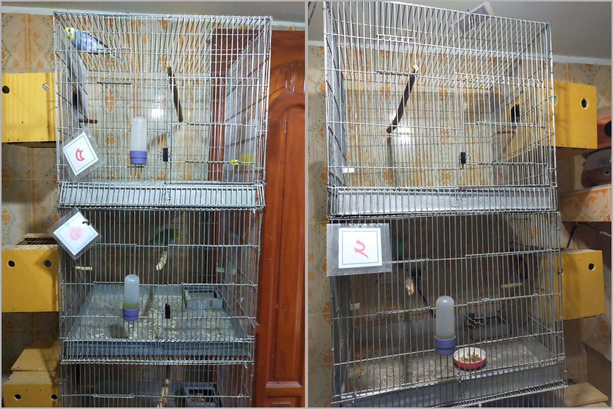 My Budgie Setup - Exotic Bird Breeders in Bangladesh