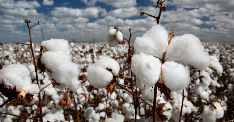 Cotton Defoliant (Thidiazuron 50% WP)