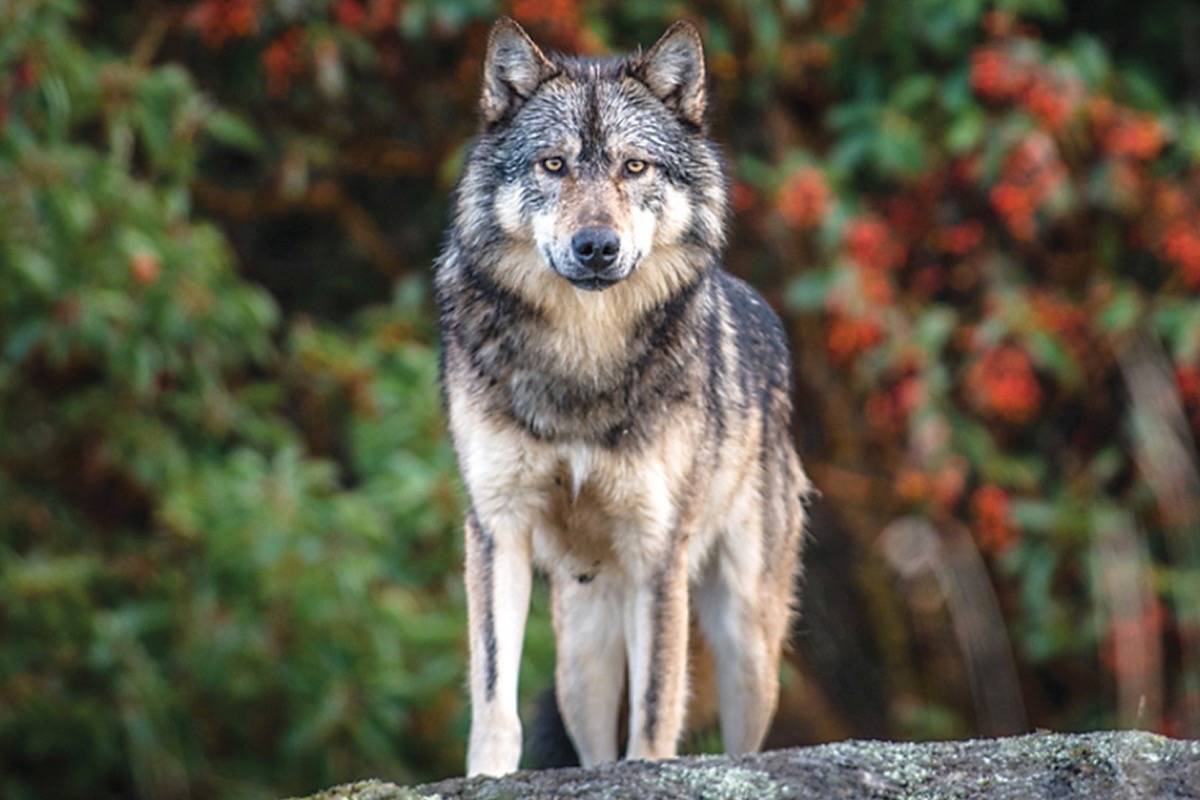 ANIMALS TIME : Wolf time (hora del lobo) Gallery 6