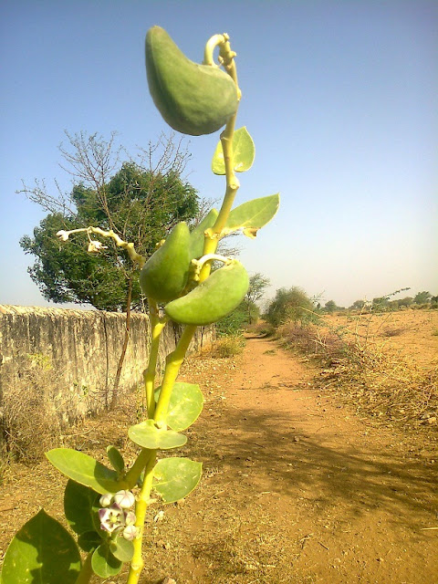 Aak Plant | Aak Flower | Calotropis ~ Rajasthan GK | Current Affairs 2023