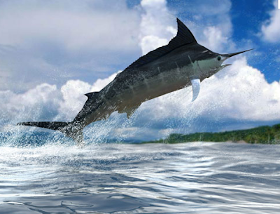 Info-Junction Blog: Atlantic Blue Marlin