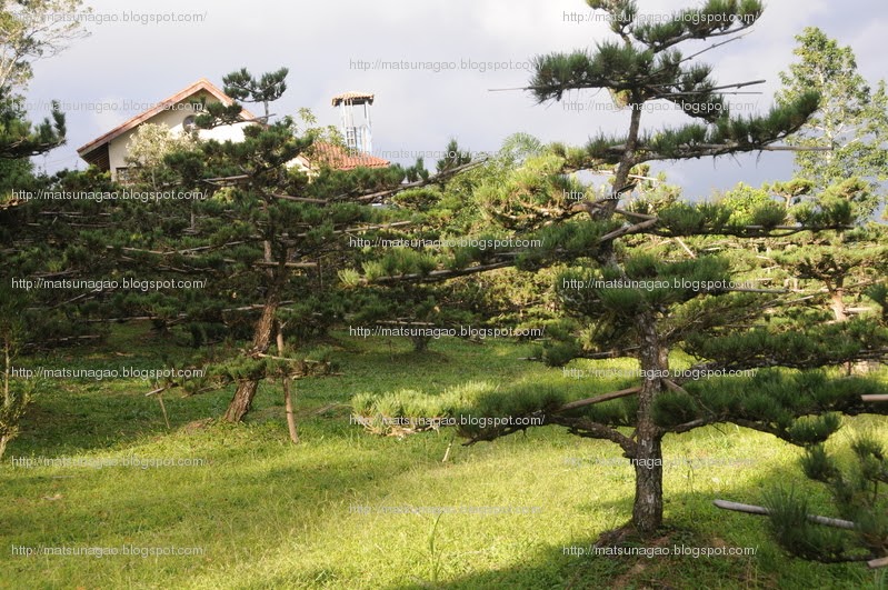 Matsu Nagao: MATSU NAGAO.... 3 GERAÇÕES CULTIVANDO O KUROMATSU