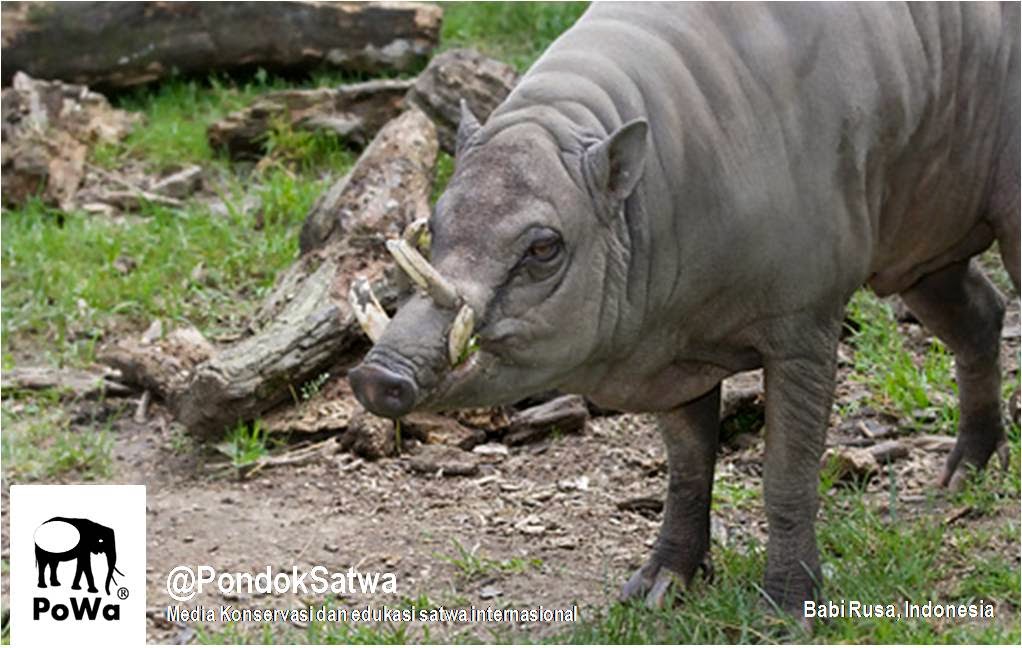 MAMALIA ENDEMIK INDONESIA : Babi Rusa, Si Pemalu yang Buas dari ...