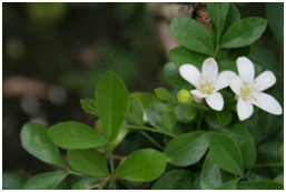 Daftar Nama Tumbuhan Beserta Ciri dan Manfaatnya