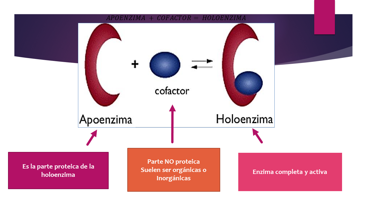 BIOQUÍMICA : "Estructuras de las enzimas y Holoenzimas"