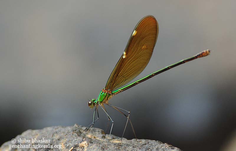 School Of Digital Photography: 18 Tips for Photographing Dragonflies ...