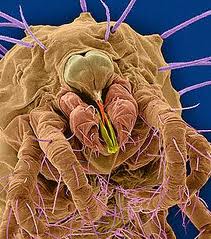 Las ladillas: INTRODUCCION