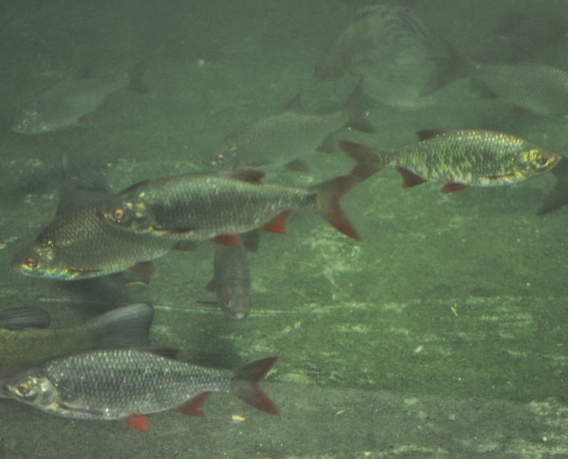 ZOOTOGRAFIANDO (6.100 ANIMALS): CACHO / IDE or ORFE (Leuciscus idus)