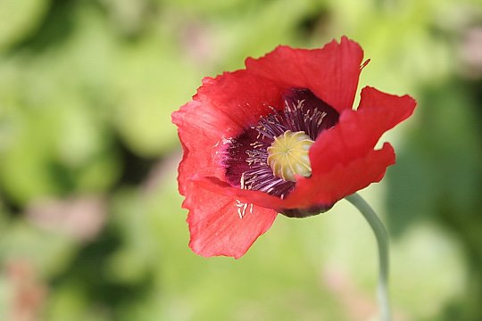 Aprendendo Croata: BILJKE - PLANTAS