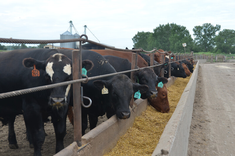THE WESTERNER: Fed Cattle Rally Reaches Sixth Week