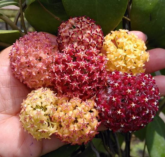 Fazza Hoya - Hoya Indonesia: 35. Hoya mindorensis red star - Bunga Hoya Indonesia