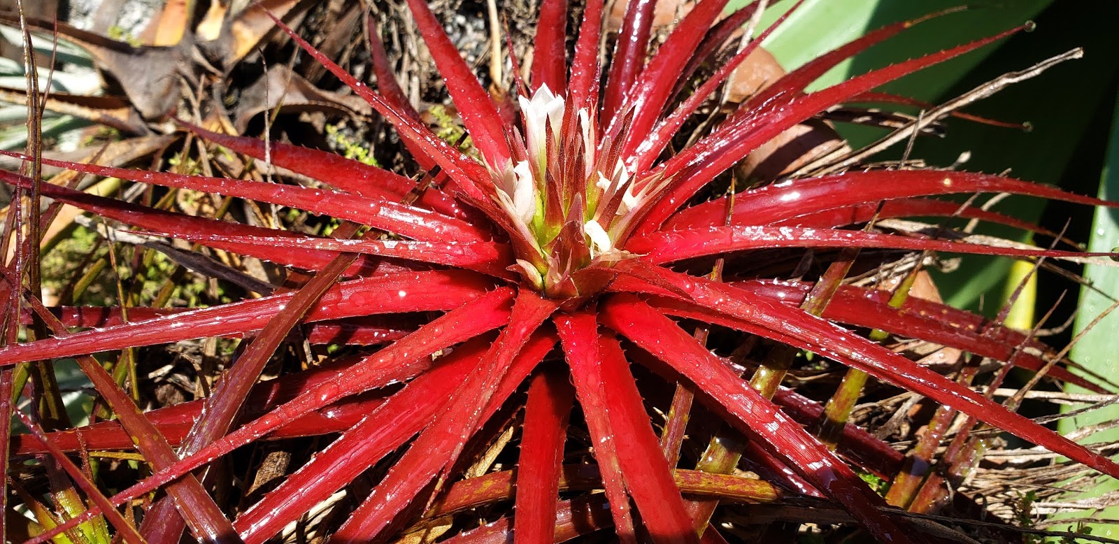 Dyckia Brazil: A dazzling beautiful hibrid Sincoraea and Sinoraea navioides