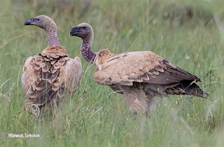 Amagama wee ndidi ngee ndidi zeentaka Ngesi Xhosa