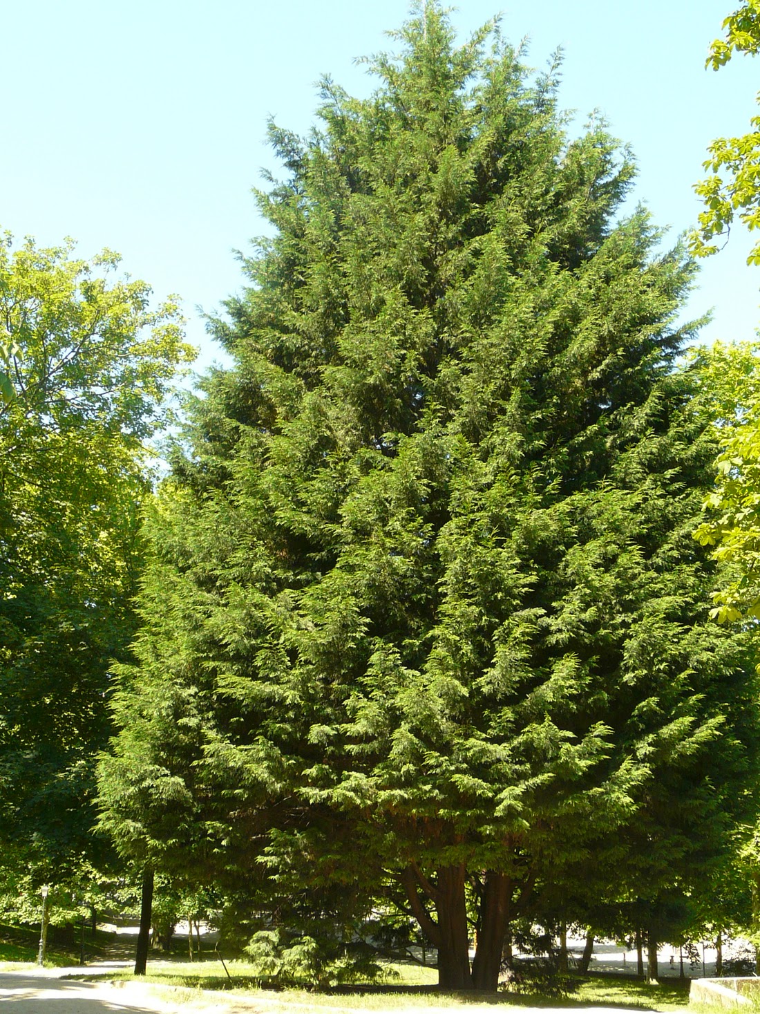 Forest Forestal: Ciprés híbrido de Leyland