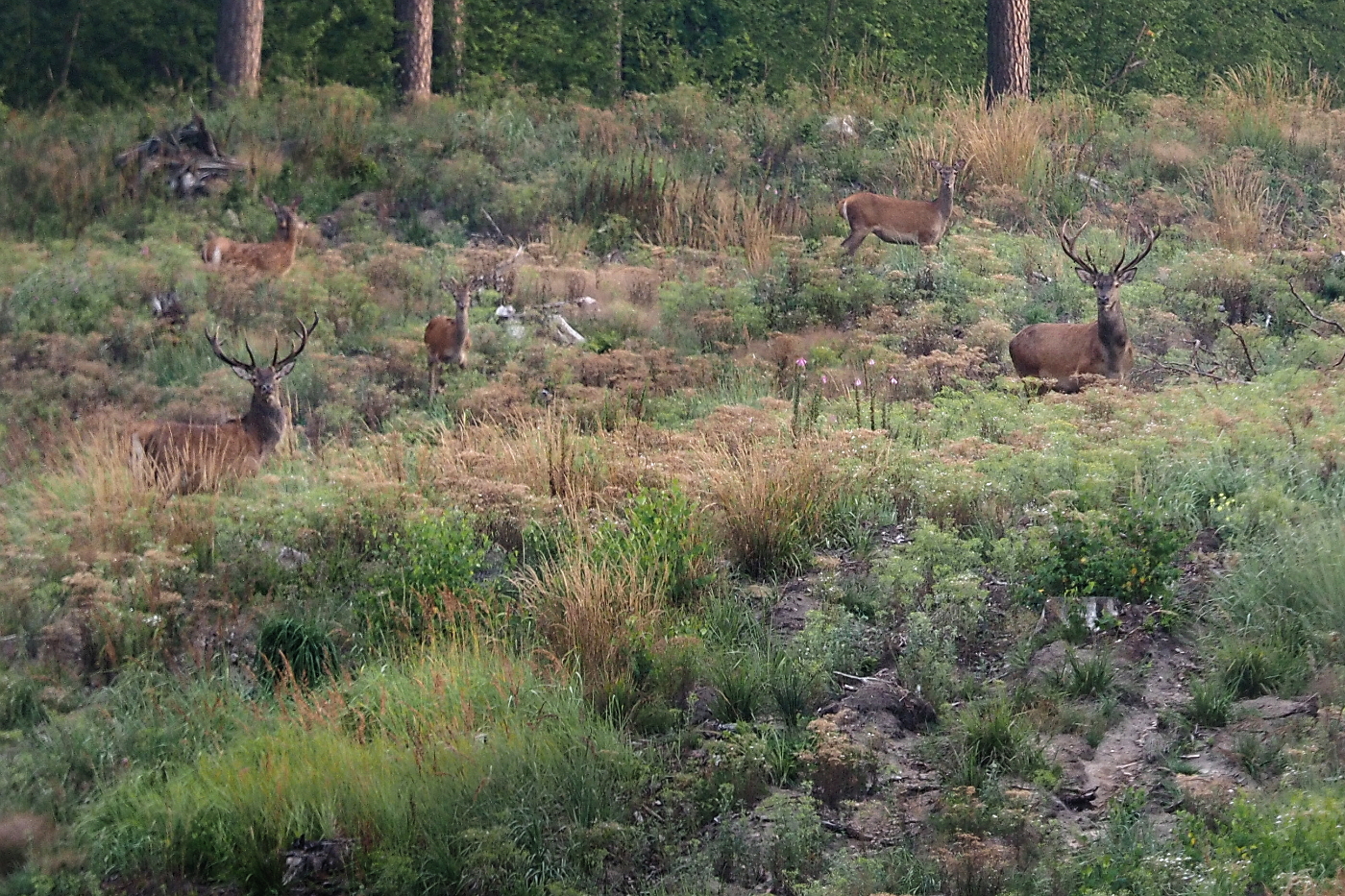 Leśne Opowieści : Część byków już gotowa!