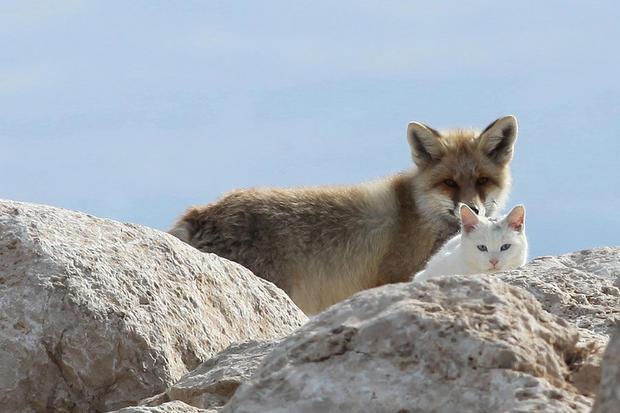 White Wolf : A cat and a fox form an unlikely friendship (Photos - Video)