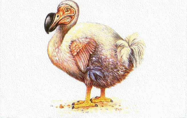 El dodo: evolución hacia la extinción - Una breve historia
