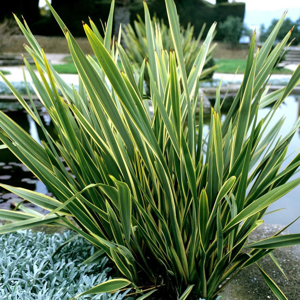 Phormium «Formio, Lino de montaña» - Id Plantae