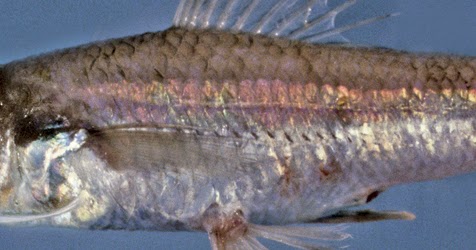 Artes de Pesca: ACTINOPTERYGII