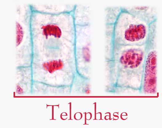 Chase's Science Blog: Mitosis