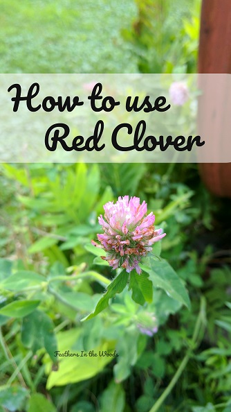 How to use Red Clover herb - Feathers in the woods