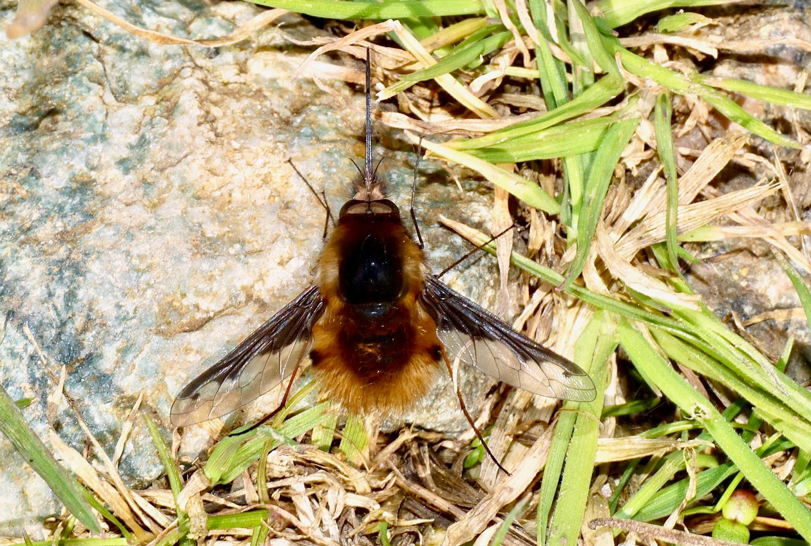 Northwest Norfolk Naturalists: Some early-season insects from Holme Marsh