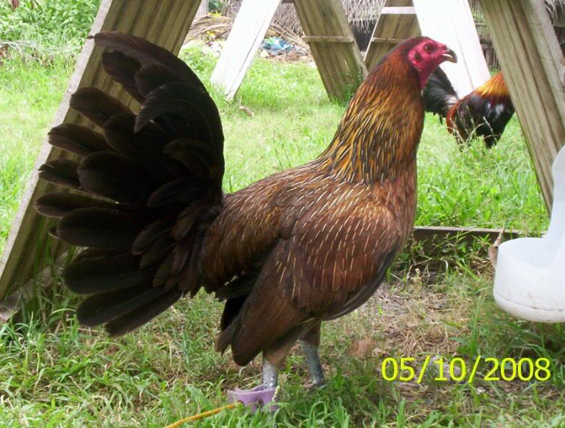 MAYXINZ GAMEFOWLS FARM