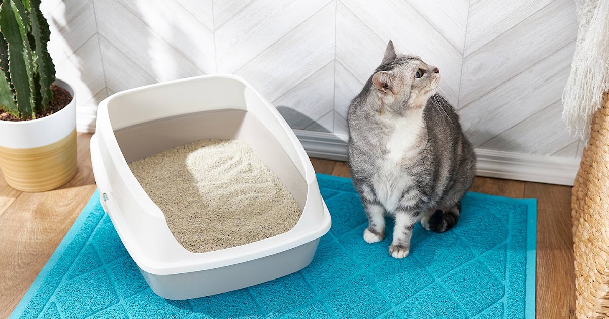 7 Tips Mengatasi Kebiasaan Kucing Pipis di Luar Litter Box dan Penyebabnya!