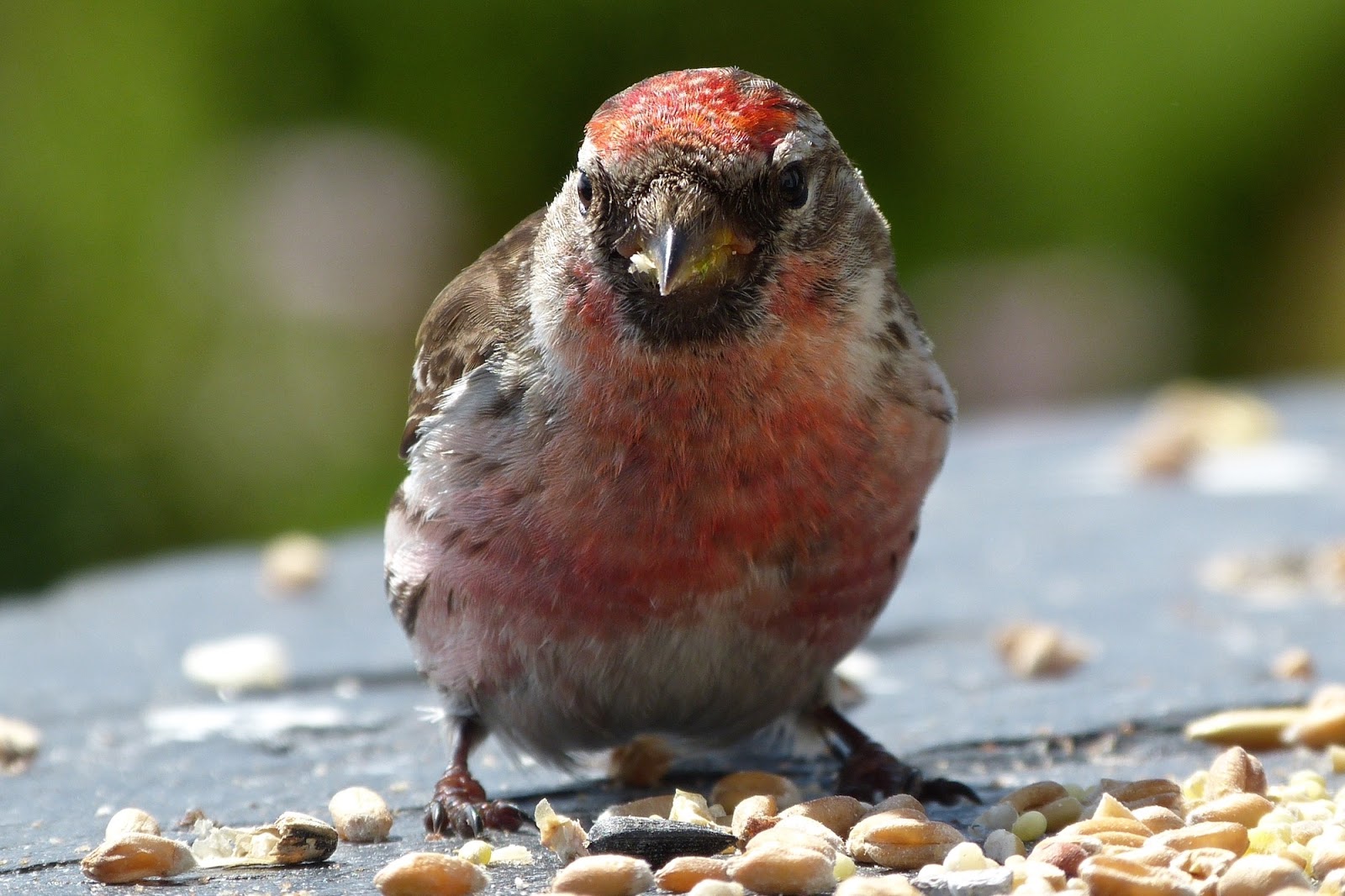 A Kilchoan Diary: Small Bird News