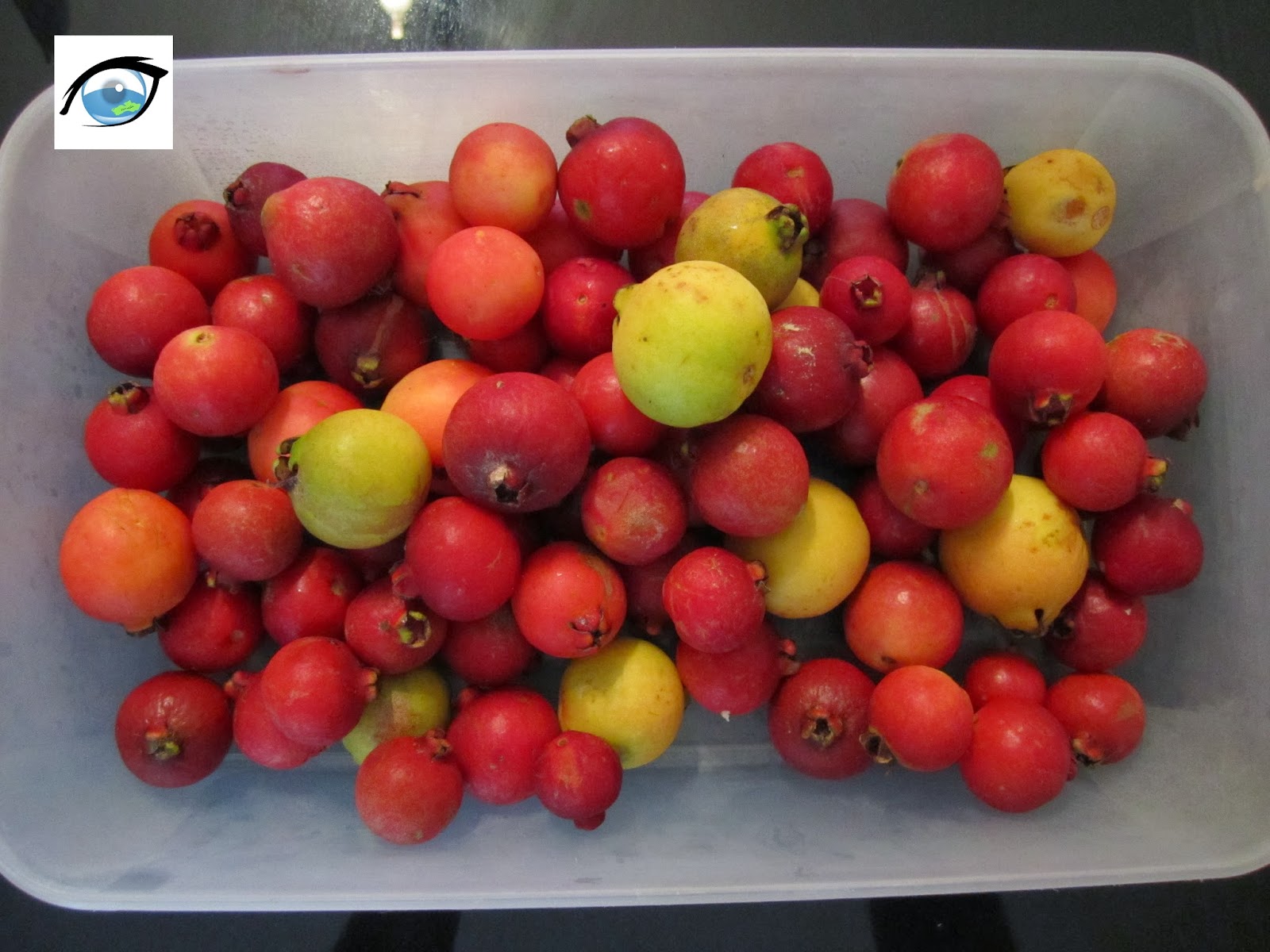 O "ARAÇAL" ARAÇÁ ~ Um Olhar Povoacense