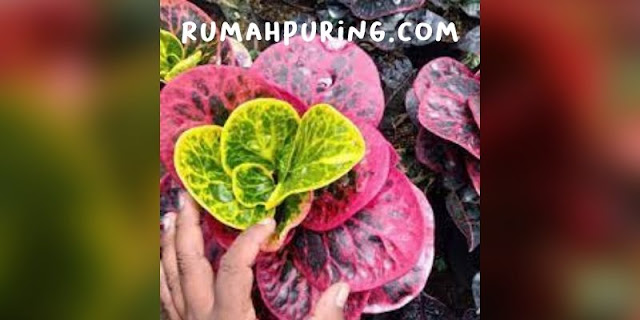 Seberapa Indahkah Tanaman Puring Apel Busarin? Yuk, Kita Kepoin - rumah ...