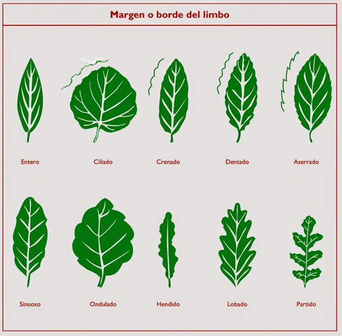 Partes de la planta: diciembre 2014