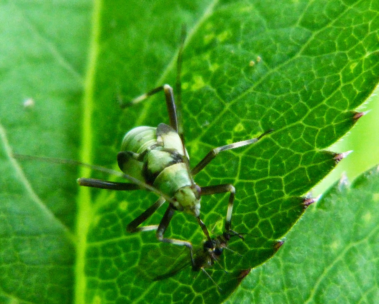 Insects of Scotland: True Bugs