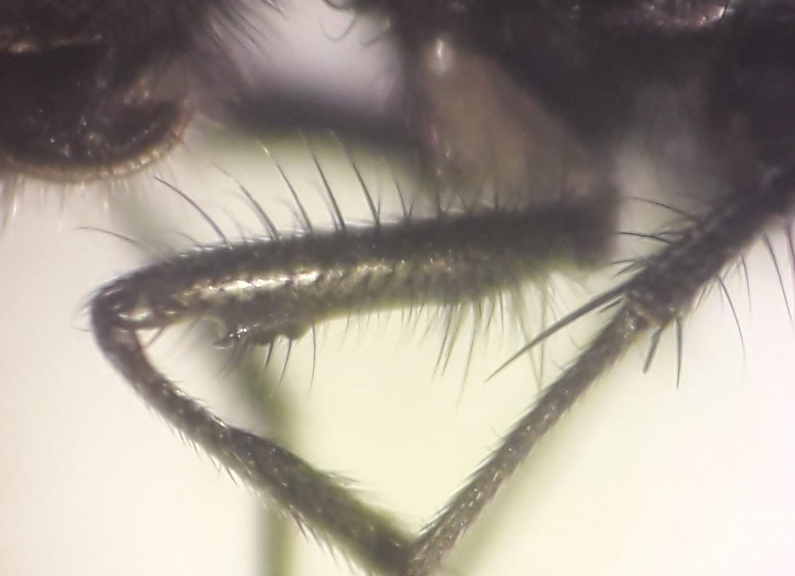 Flies of Fife: Hydrotaea at Cullaloe LNR