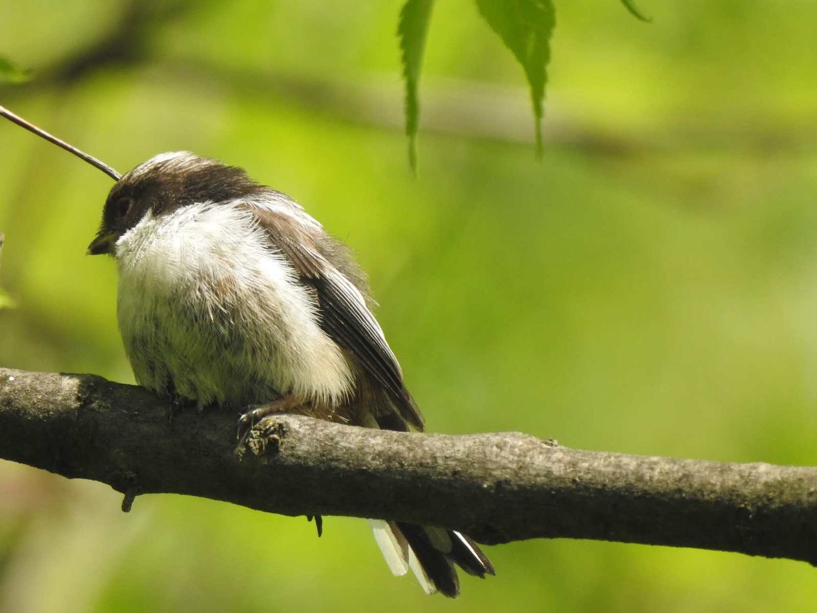 PASARI DIN ROMANIA: PITIGOI CODAT, Pui si juvenili (2), Aegithalos caudatus