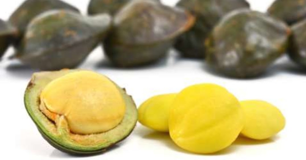 PITHECELLOBIUM JIRINGA - Kanal Informasi dan Inspirasi Pendidikan Terkini