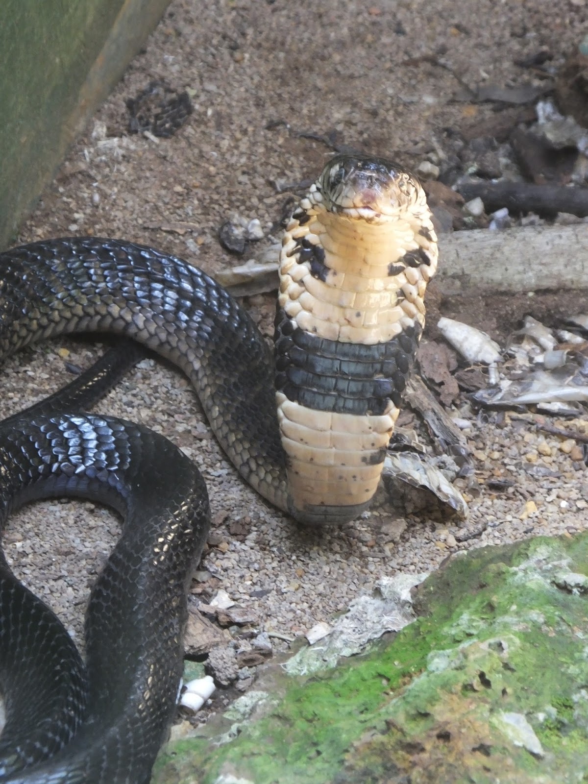 Forest Cobra, Kenya