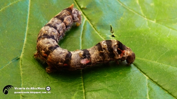 Gusanos de Seda: "Moruno" Cebrado