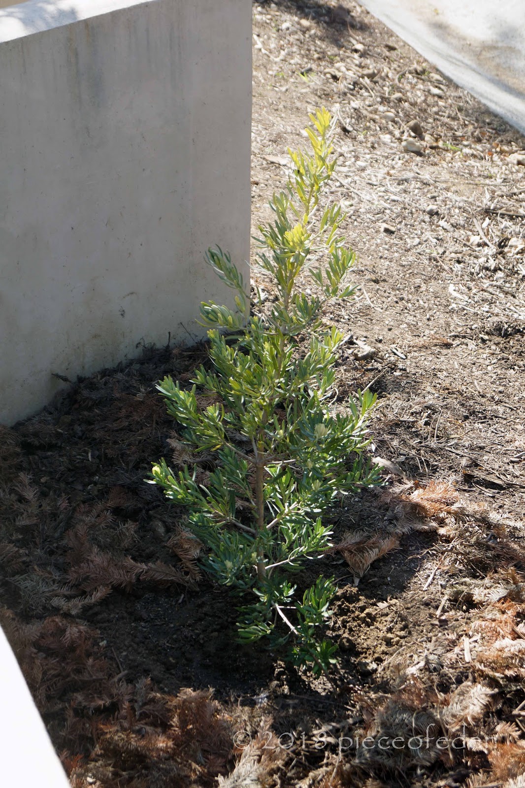 Podocarpus 'Icee Blue' Five Year Growth And Speaking Ofs