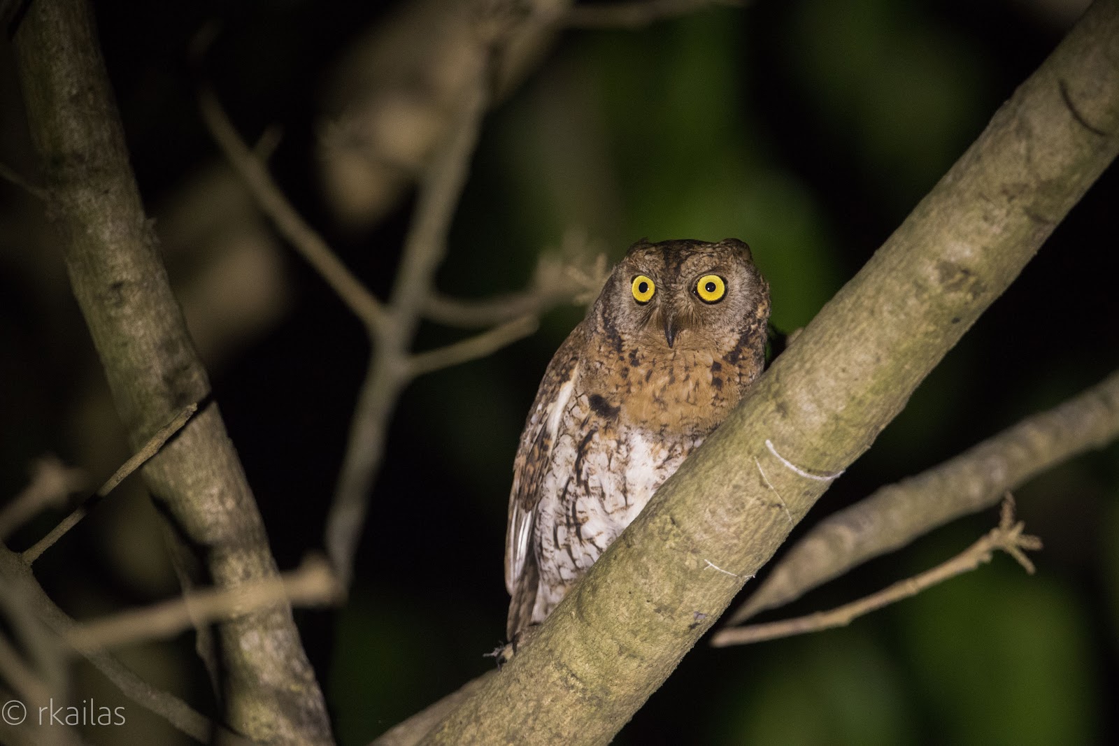 Ficus Wildlife and Natural History Tours: Report: Birds and wildlife of ...