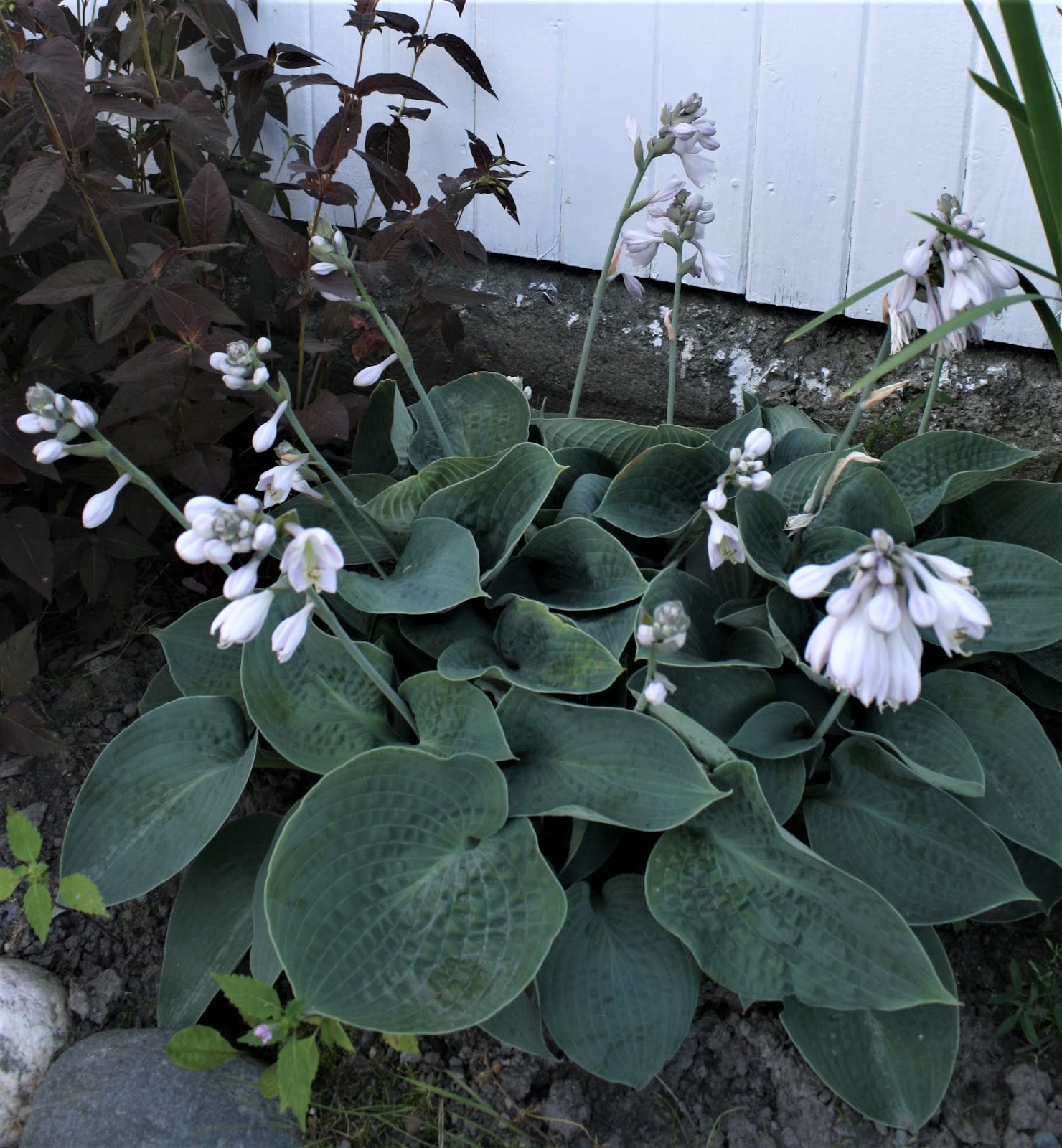 Planter i bestemors hage: Hosta sieboldiana Elegans