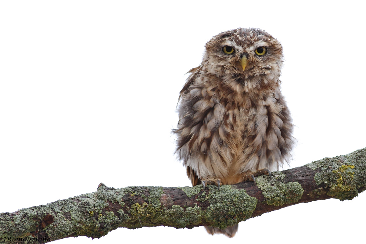 Pescador de aves: Mocho galego