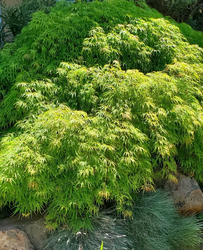 Spring Projects and Blooms | Life and Linda