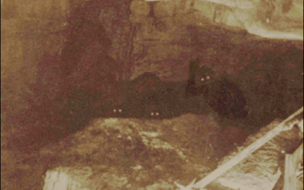 RMSO Bigfoot: Grand Cavern Bigfoot Group Virginia Amazing Encounter