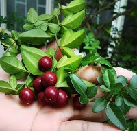 Living with Nature - School on Blog by Dr. Abercio V. Rotor: Fragrant ...