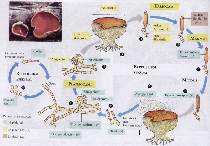 Struktur Ascomycota