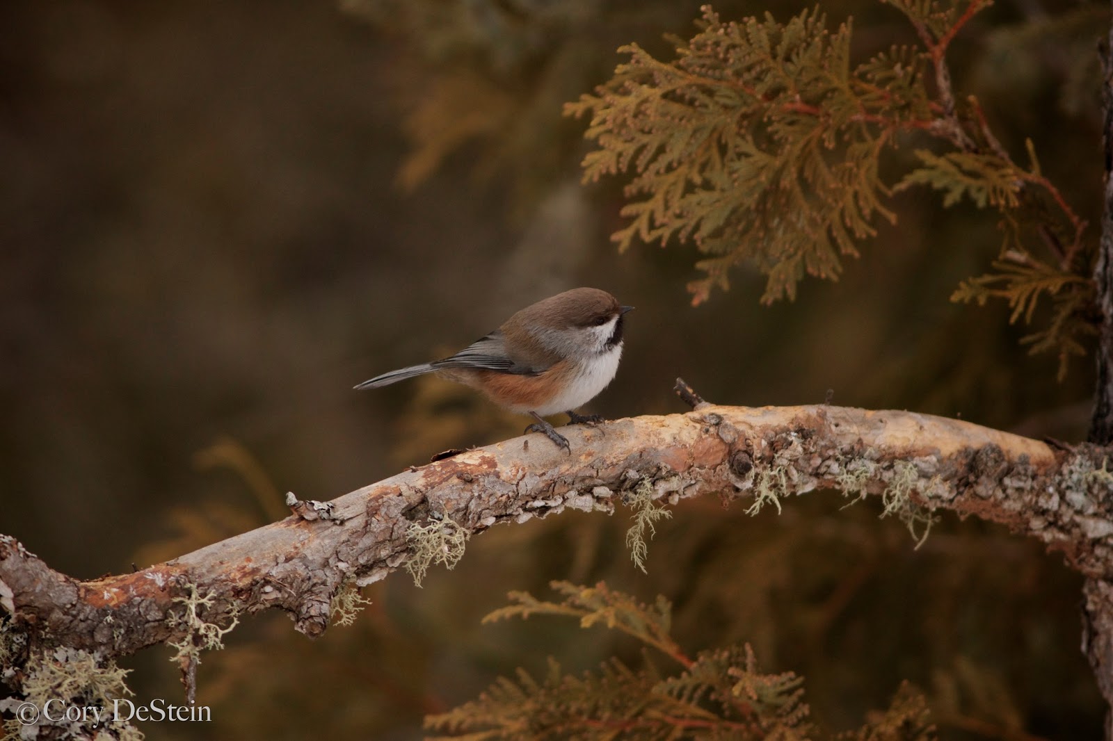 Boom Chachalaca: Photo Study: Birds of Northern Minnesota