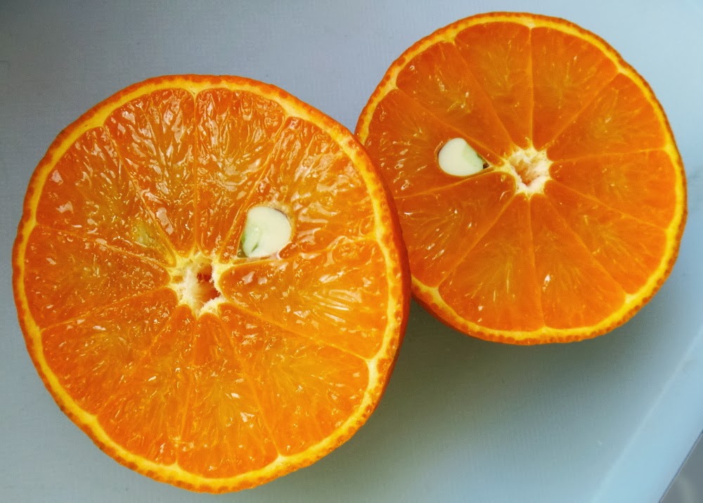 Yakushima Life: Tankan Oranges