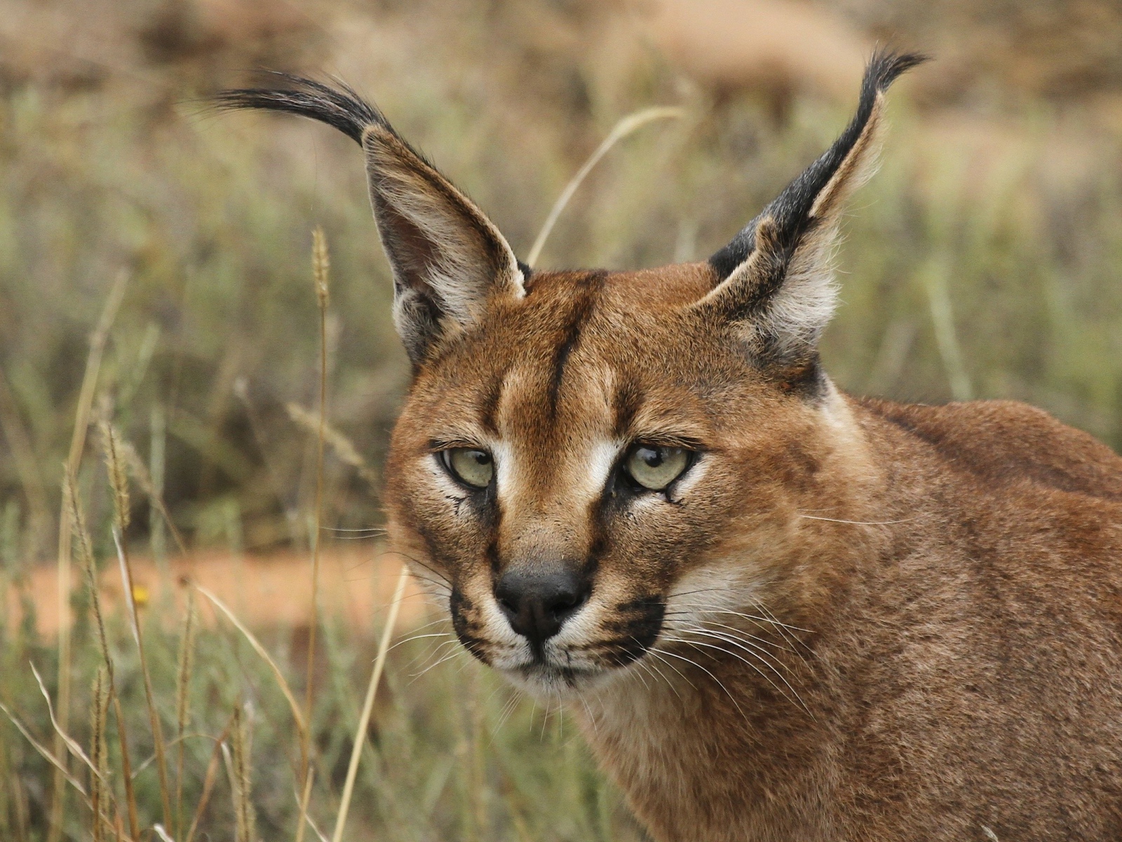 CARACAL CAT Photos Wallpapers The Fun Bank caracal-cat-photos-wallpapers-the-fun-bank