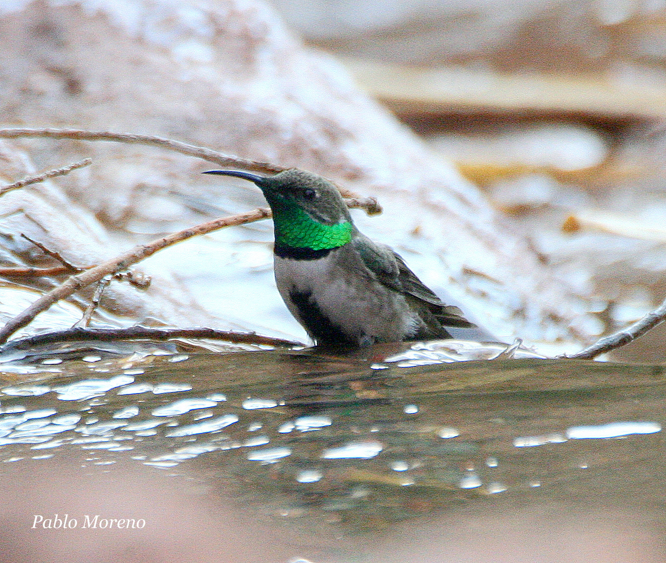 Aves de Mendoza: Picaflor andino(Oreotrochilus leucopleurus)
